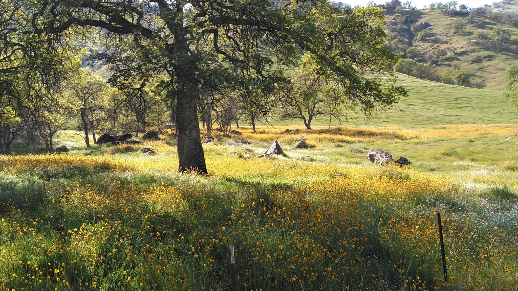 Fairlea Ranch - Badger - Fairlea Ranch