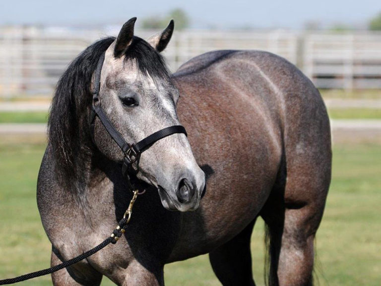 Fairlea Bellarose - Fairlea Ranch